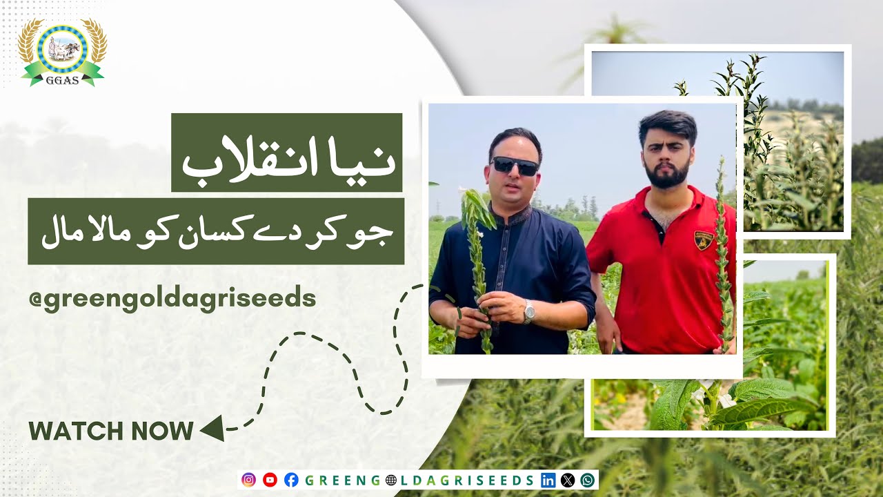 HYBRID SESAME MULTILOCATION TRIALS BY GREEN GOLD AGRI SEEDS. - YouTube