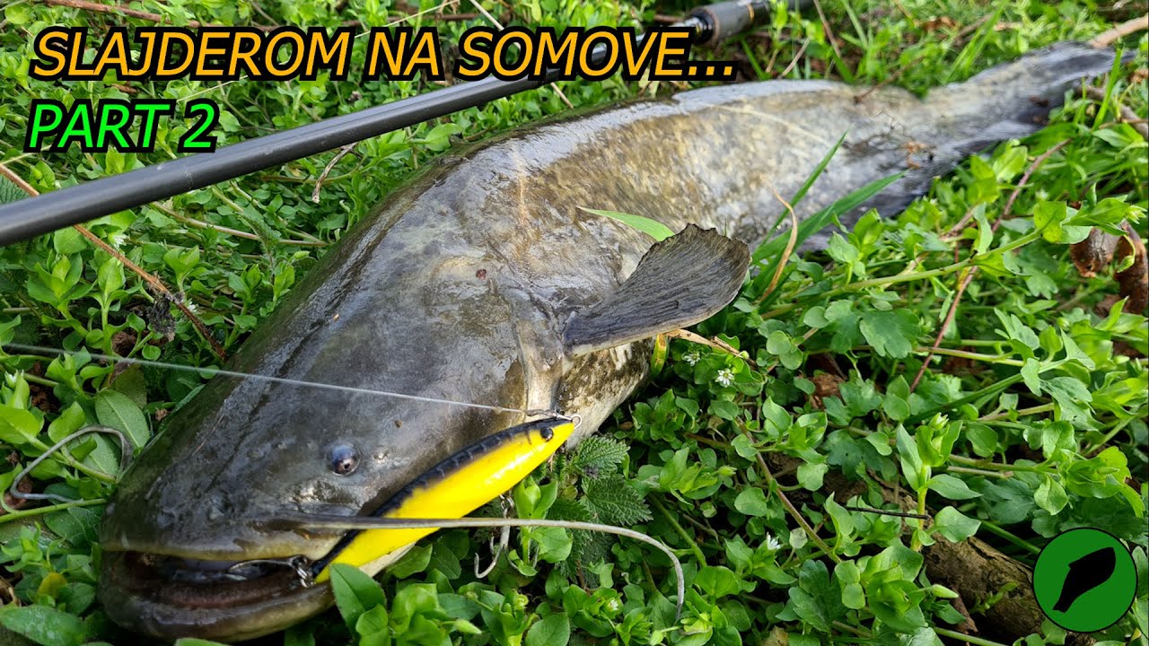 🐟 Poludeli SOMOVI!!! 2.DEO 🐟 Pecanje "BOCE Slajderima" - YouTube
