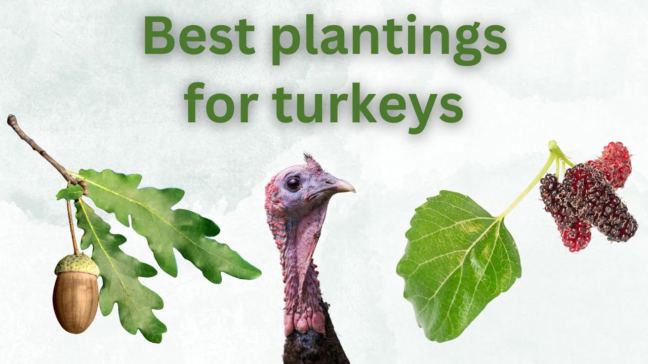 Tree plantings for turkeys | Ep 95 - YouTube