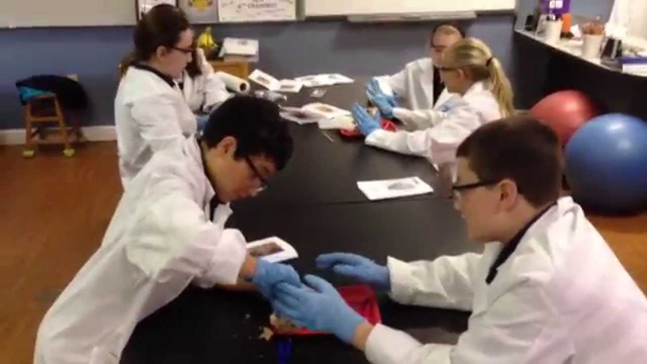 6th Grade Heart Dissection - YouTube