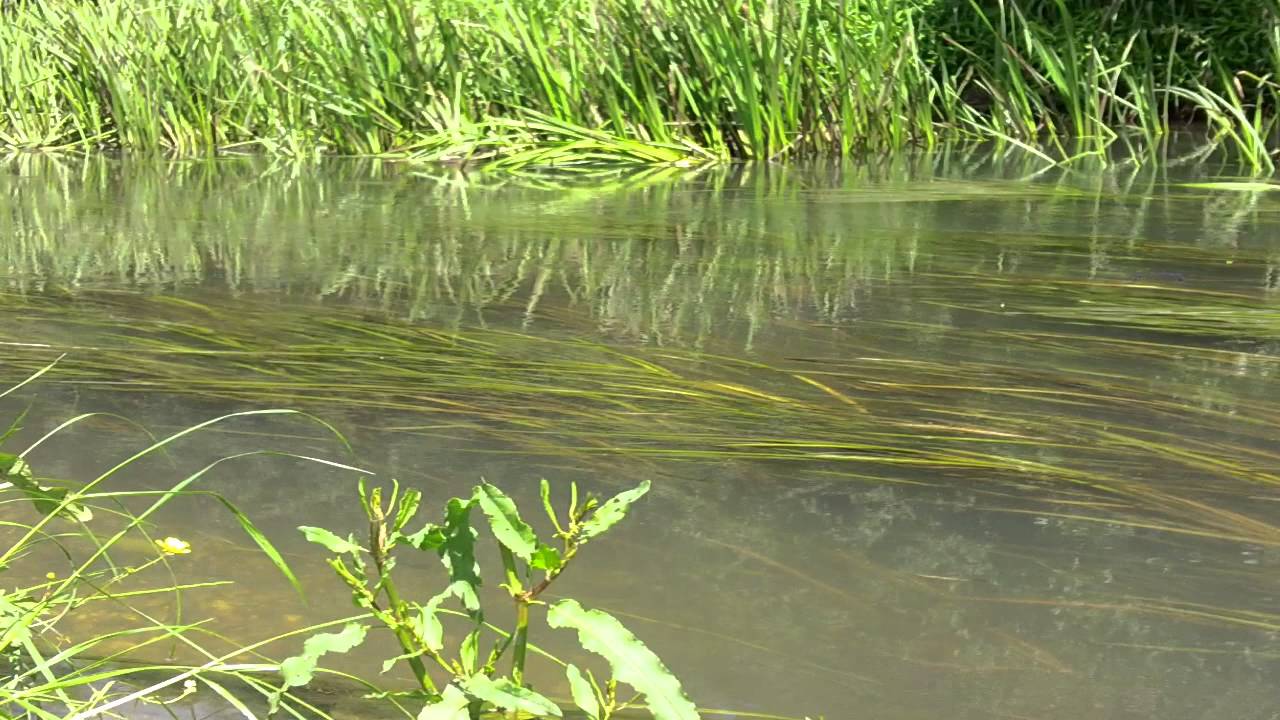 Kinkachoo, I Love You ~ Phillip Houghton - YouTube