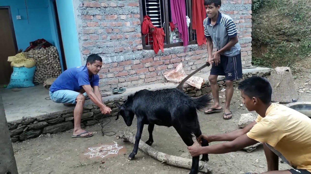 Khasi kateko.Goat cutting - YouTube
