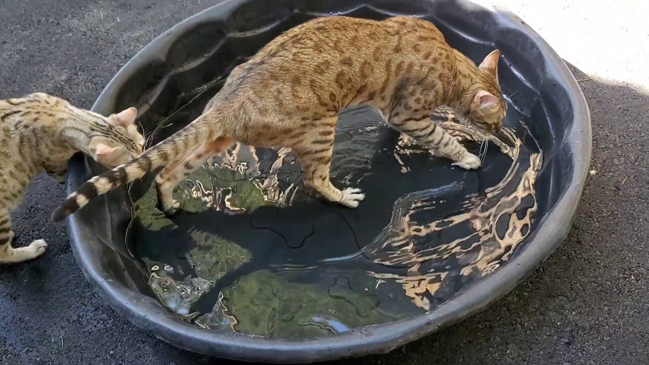 Our blind bengal, Uno playing in his pool 🥰 - YouTube