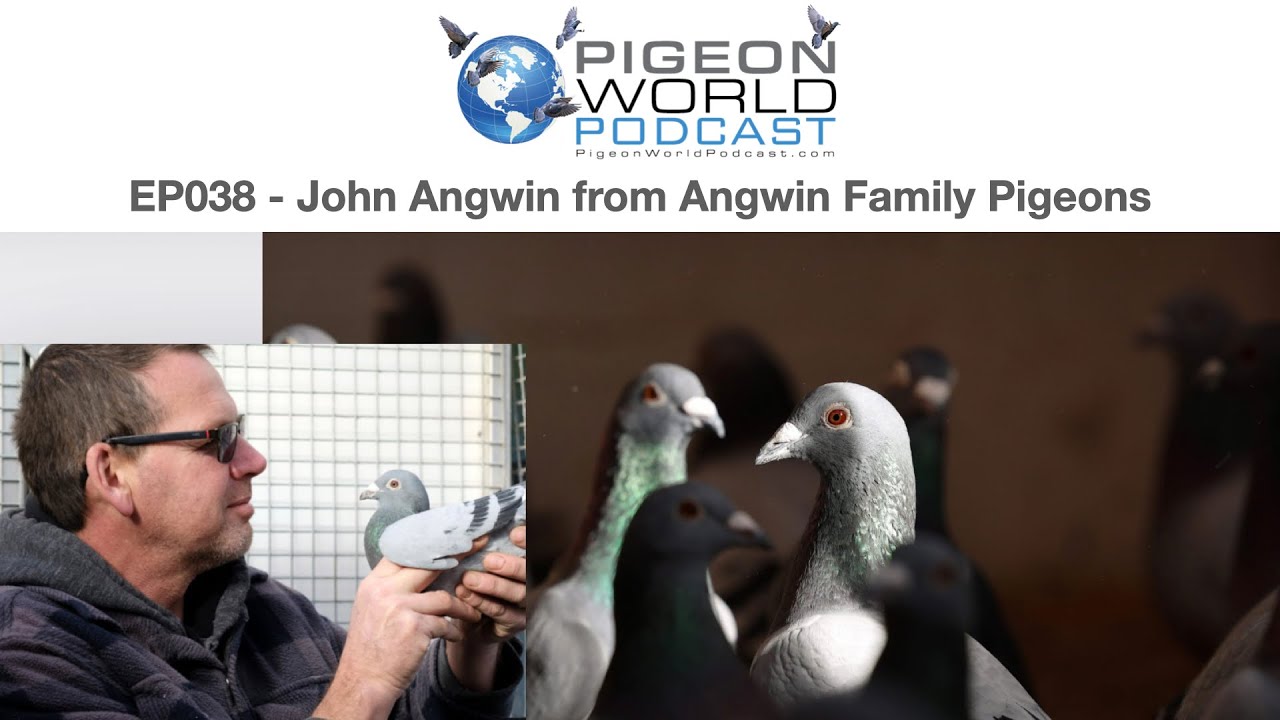 EP038 John Angwin From Angwin Family Pigeons - YouTube