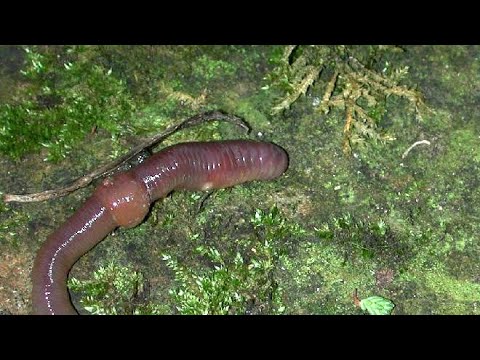Stand ready for my arrival, worm… - YouTube