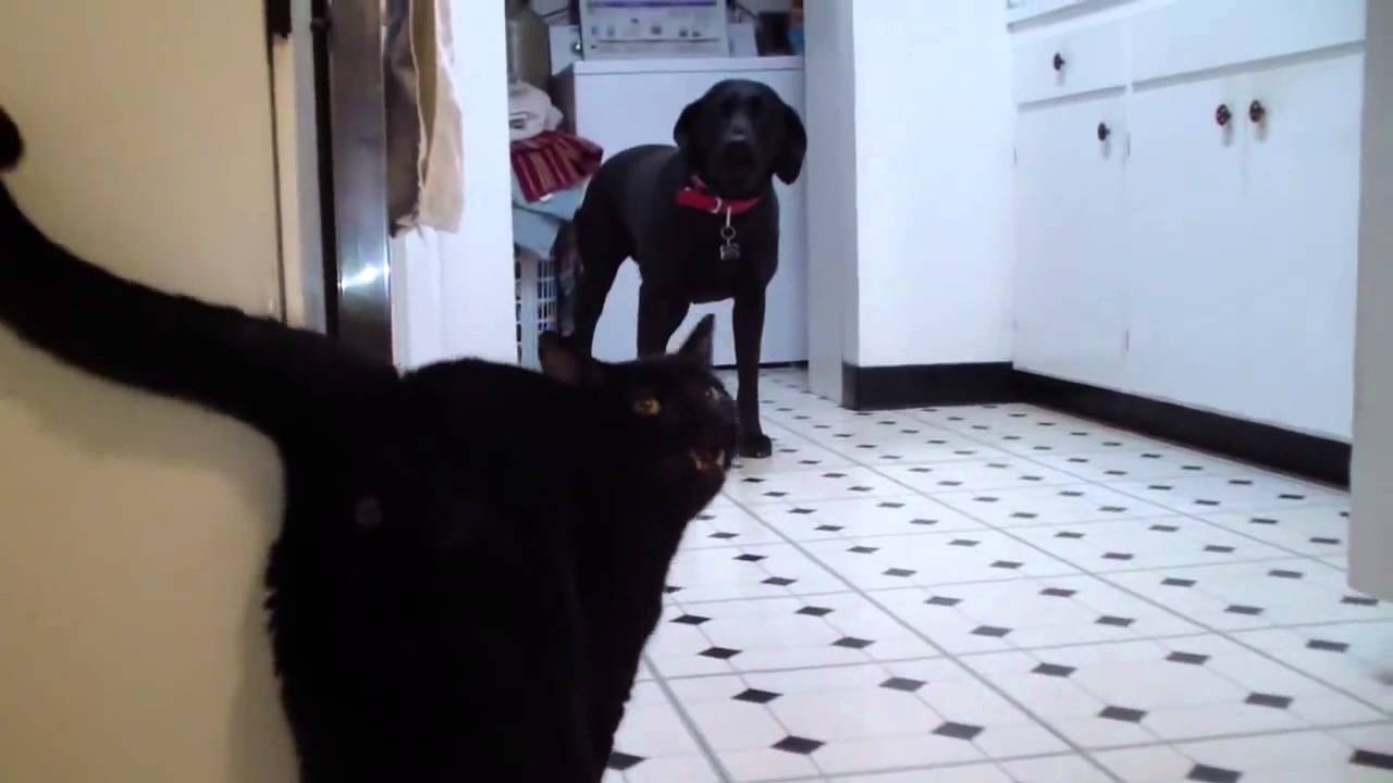 Talking Kitty Cat 27 BACON! - YouTube