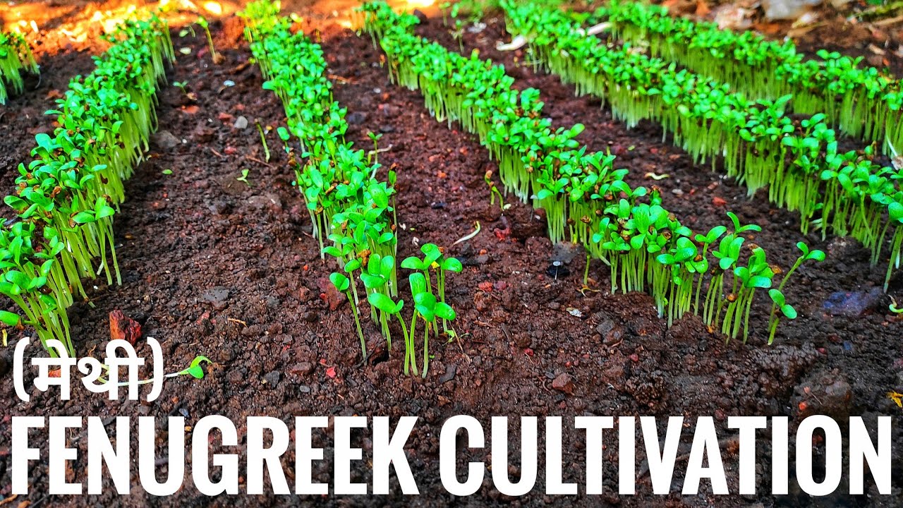Learn Fenugreek(Methi) Farming in less than 2 minutes | MaverickShri # ...