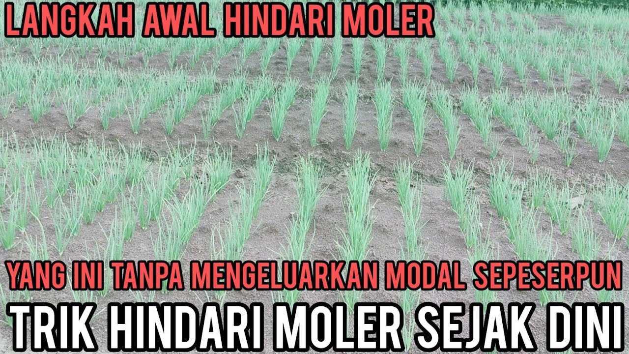 TIPS MUDAH DAN SANGAT MENDASAR UNTUK TERBEBAS DARI MOLER TANPA BIAYA ...