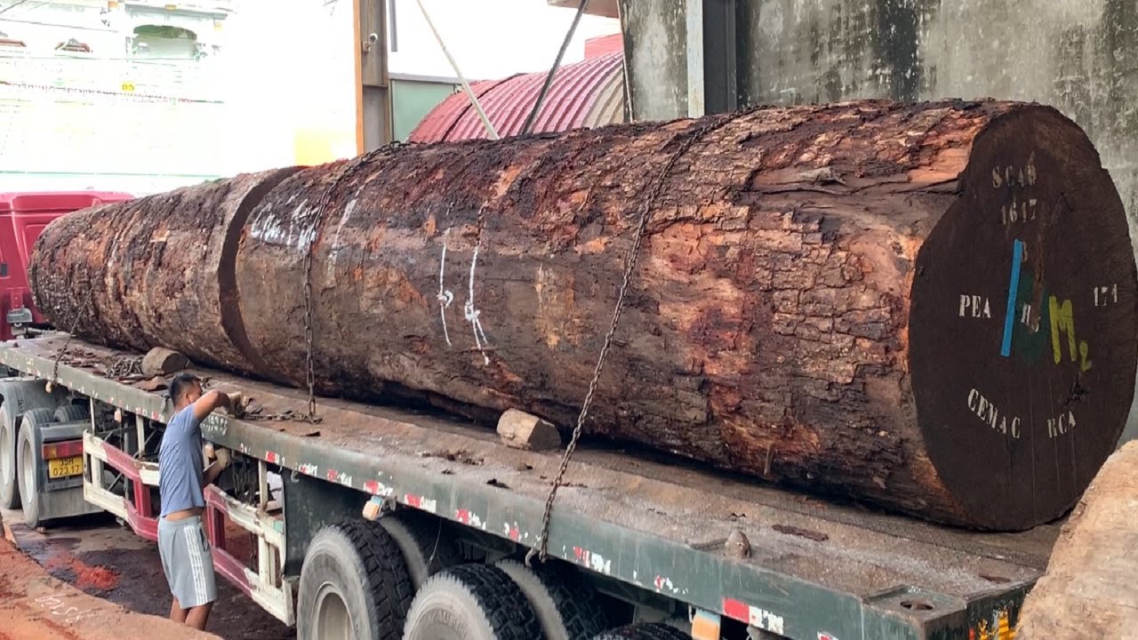 Amazing Factory Wood Sawmill - Very Rare Super Giant Wood Sawmill That ...