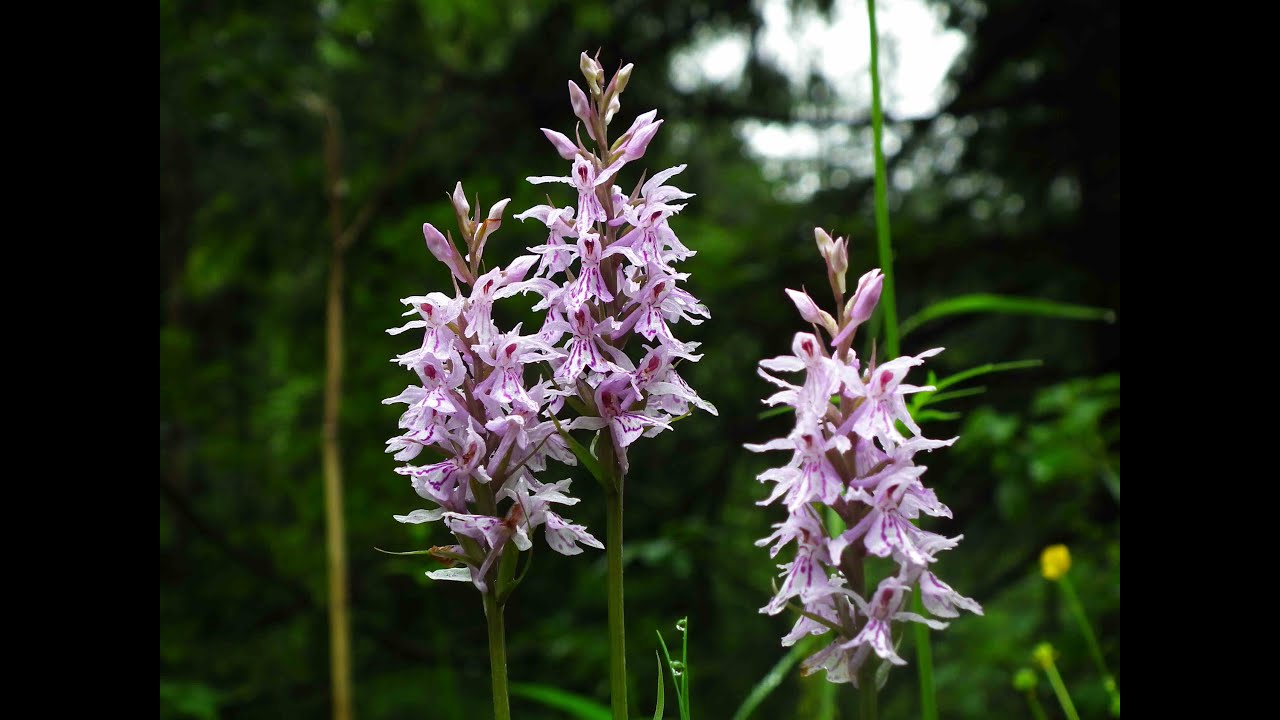 Beautiful wild orchids from the meadows and mountains around Ehrwald in ...
