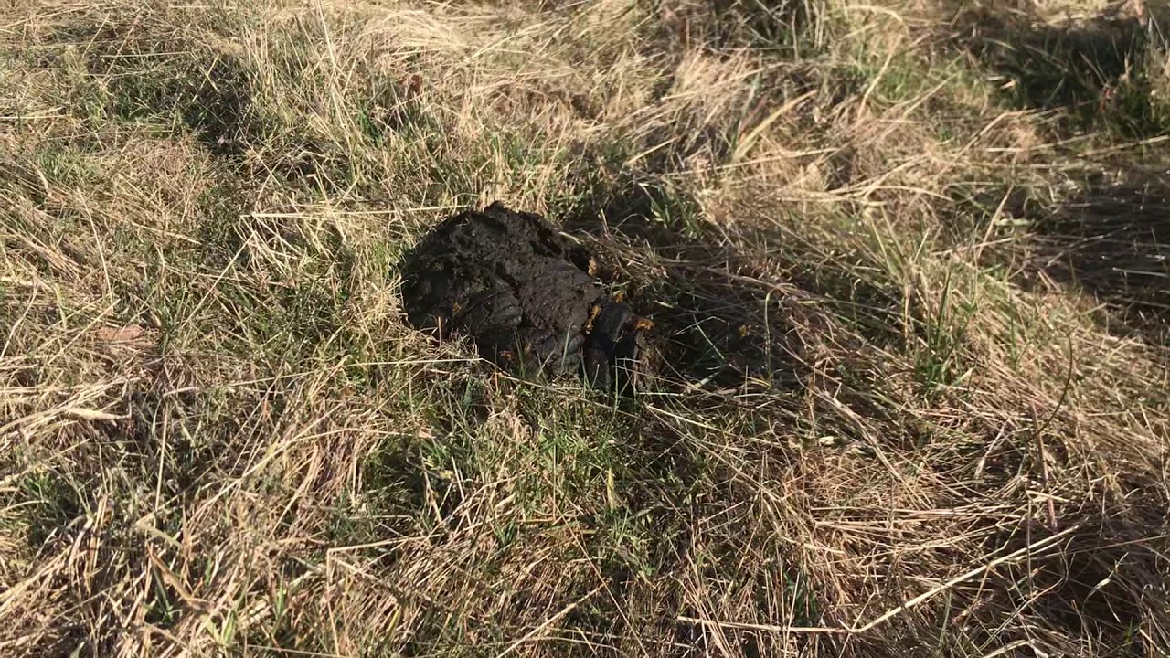 Kokasse, møgdyr (møgfluer) i blæst (Hellebæk 9) - YouTube