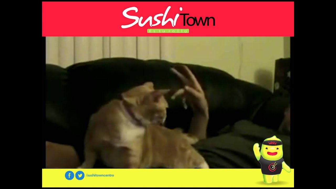 Trololo Cat - YouTube