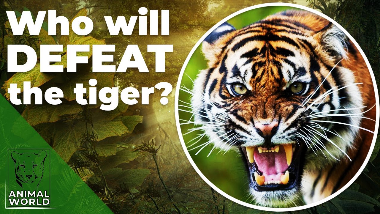 6 Animals That Could Defeat A Tiger | Animal World - YouTube