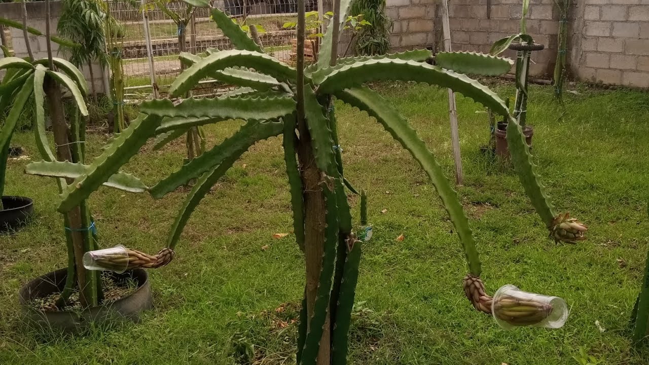 Review pohon buah naga jenis NIKARAGUA asal Brazil - YouTube
