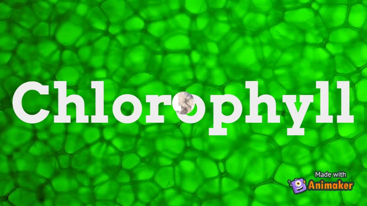 Photosynthesis Song - YouTube