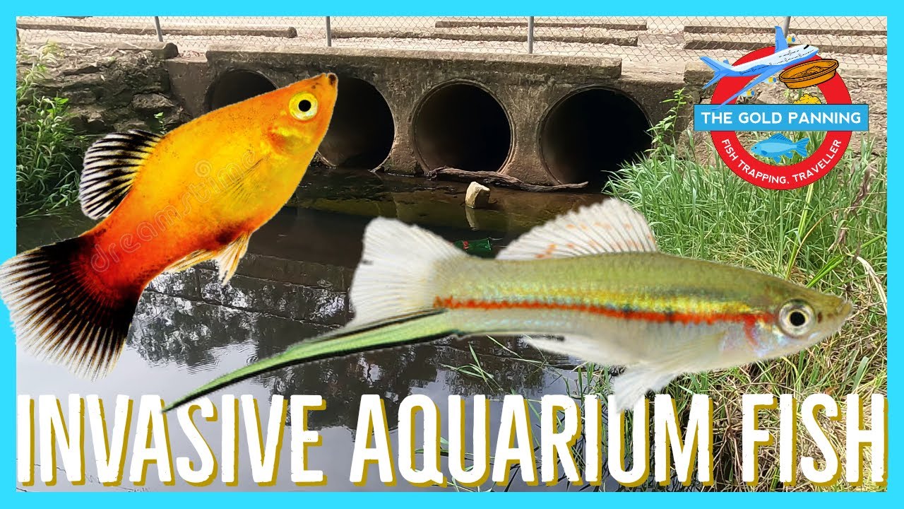 Invasive Aquarium Fish - YouTube