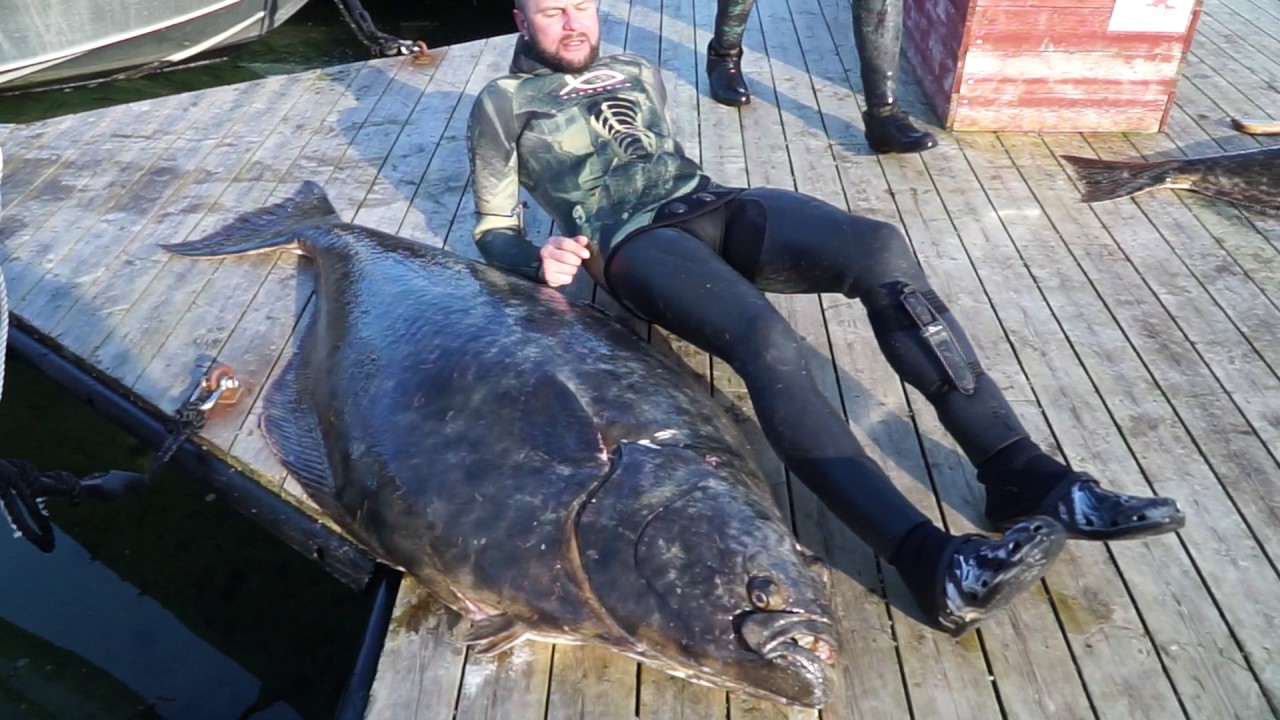 Ciuka ir paltusas 120 kg - YouTube