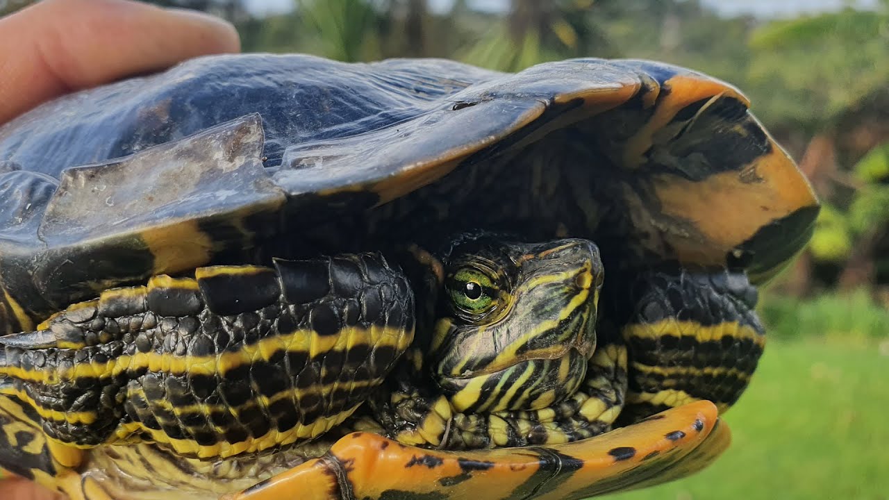 Turtle Rescue: What do you do when you find a turtle in a motorway pond ...