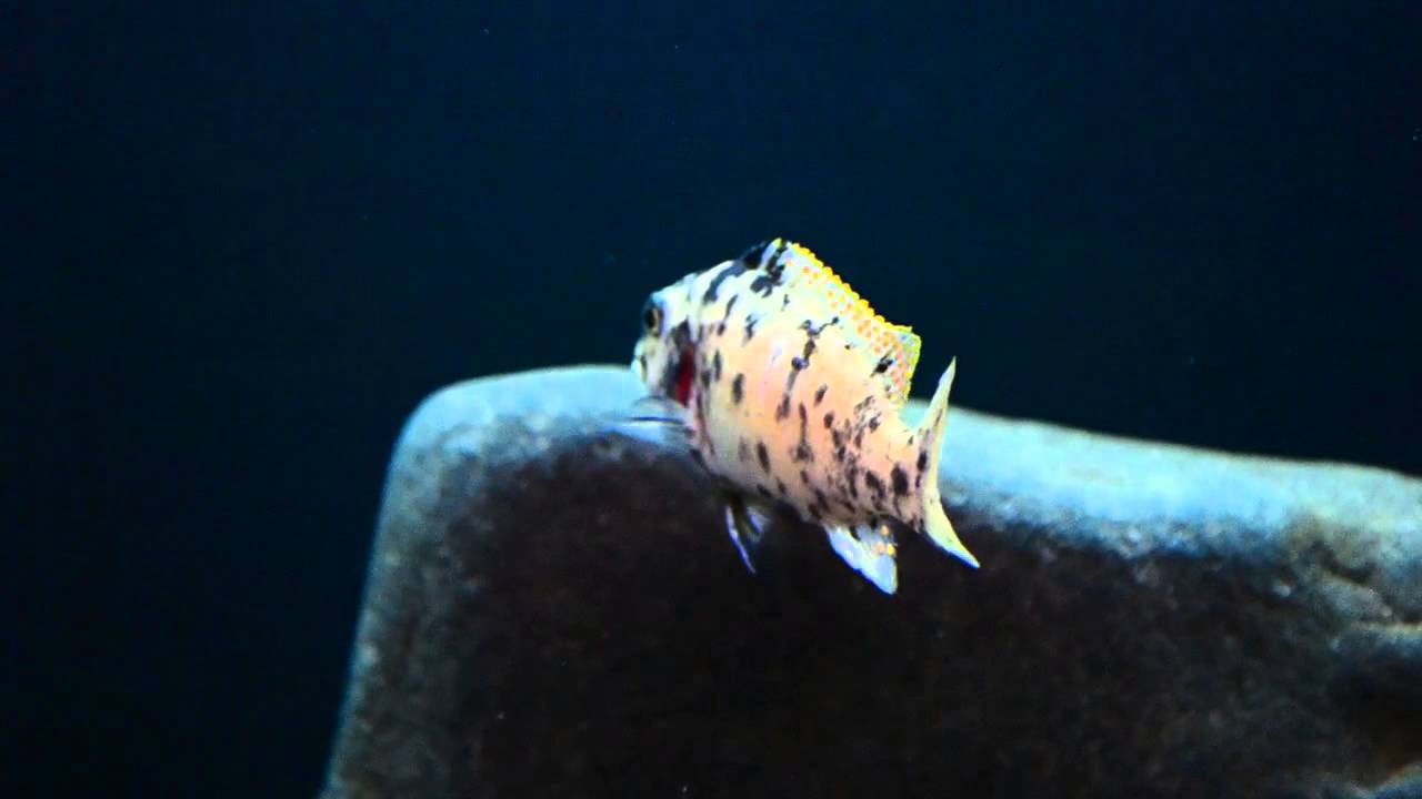Wild Labeotropheus Fuelleborni red top Chidunga holding - YouTube