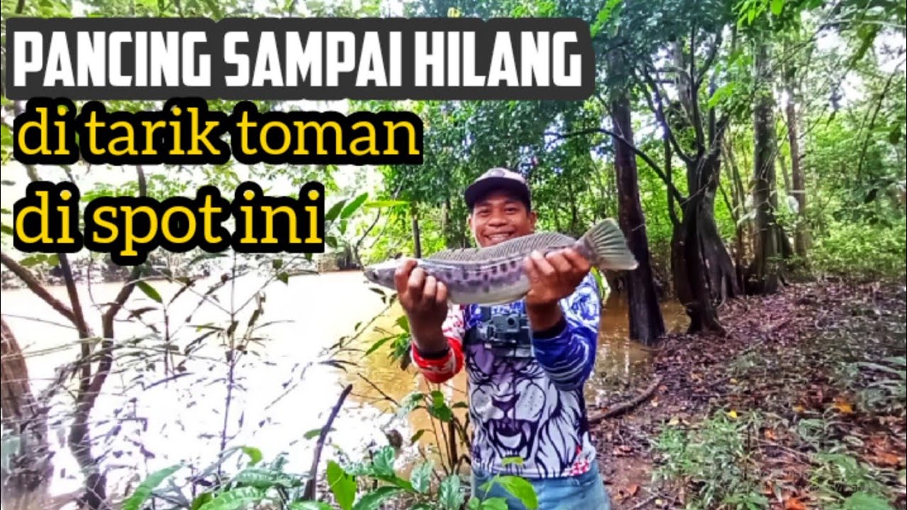 mancing Toman di danau, sampai pancing hilang di seret toman - YouTube