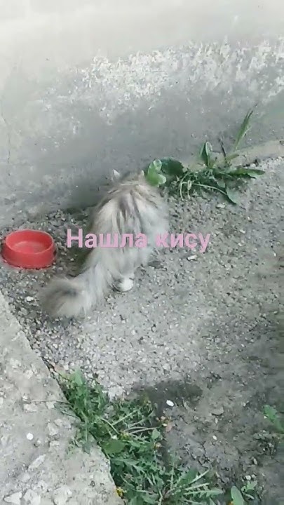нашла кису - YouTube