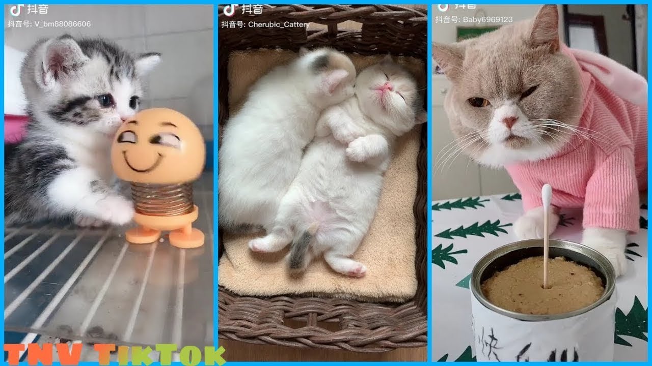Cat singing and dancing - Cute and Funny Cat Videos Compilation #7 ...