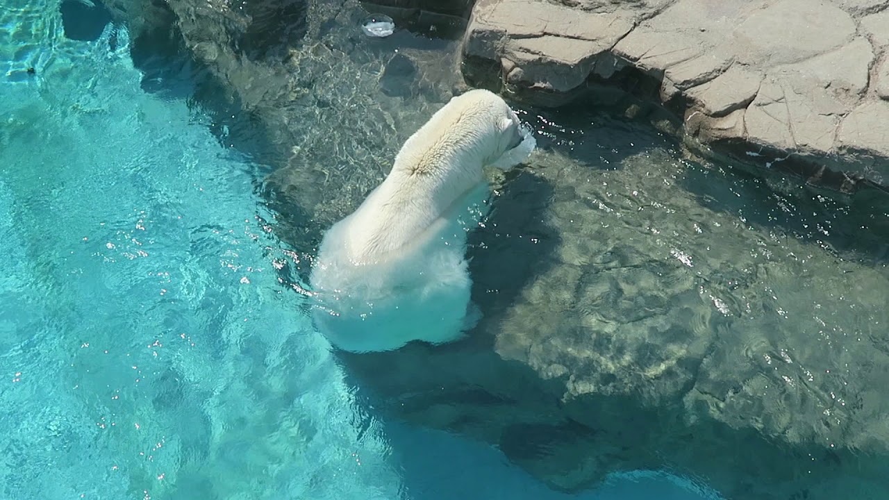 #4-11 Aug 2019 at Oji zoo, Kobe, Japan - YouTube