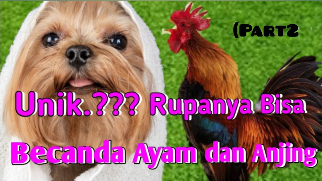 Ayam Becanda sama Anjing yang Lewat Boss ku (Part2) - YouTube