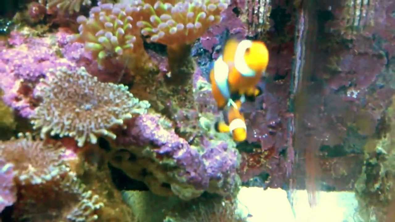 My pico reef aquarium (3) - YouTube