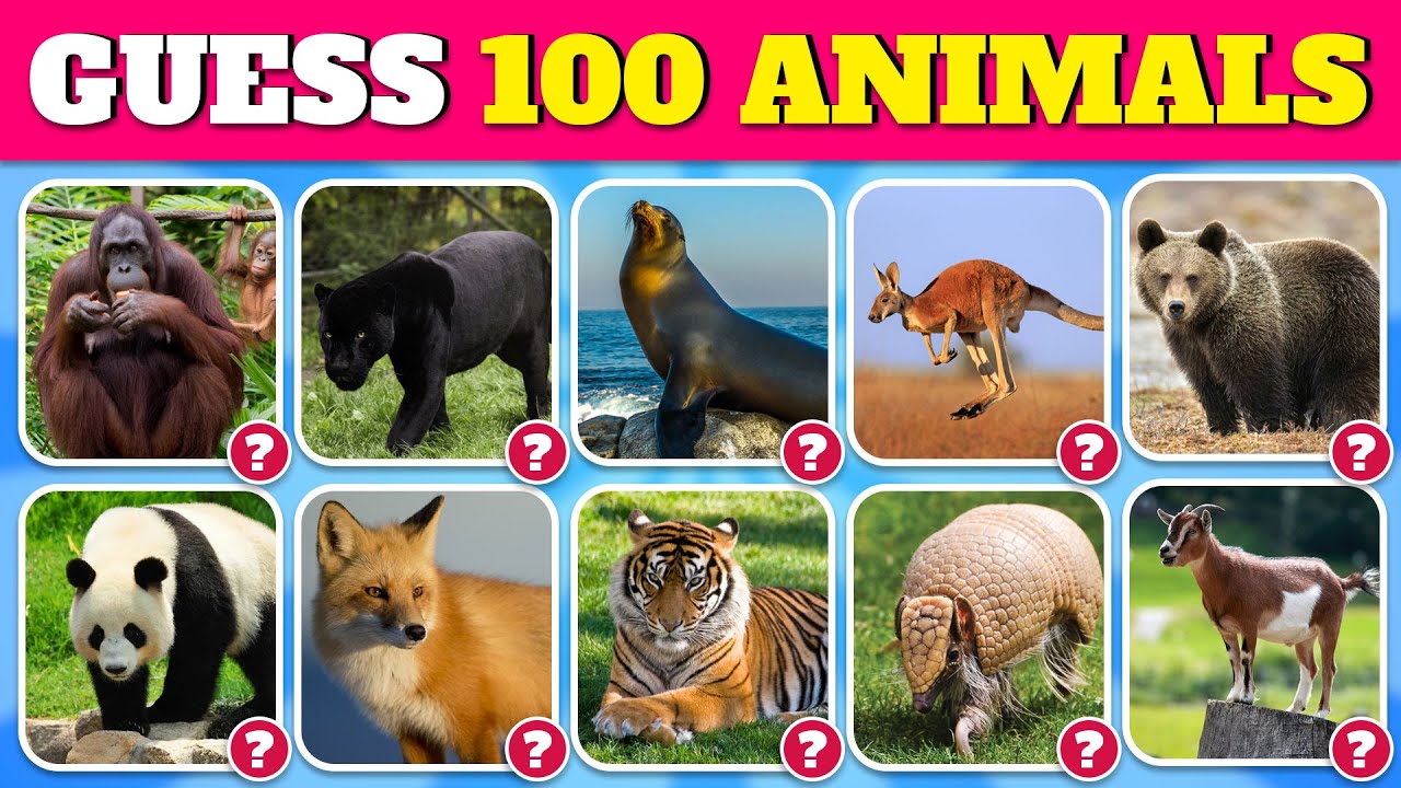 Guess 100 Animals in 3 Seconds | Easy, Medium, Hard, Impossible - YouTube