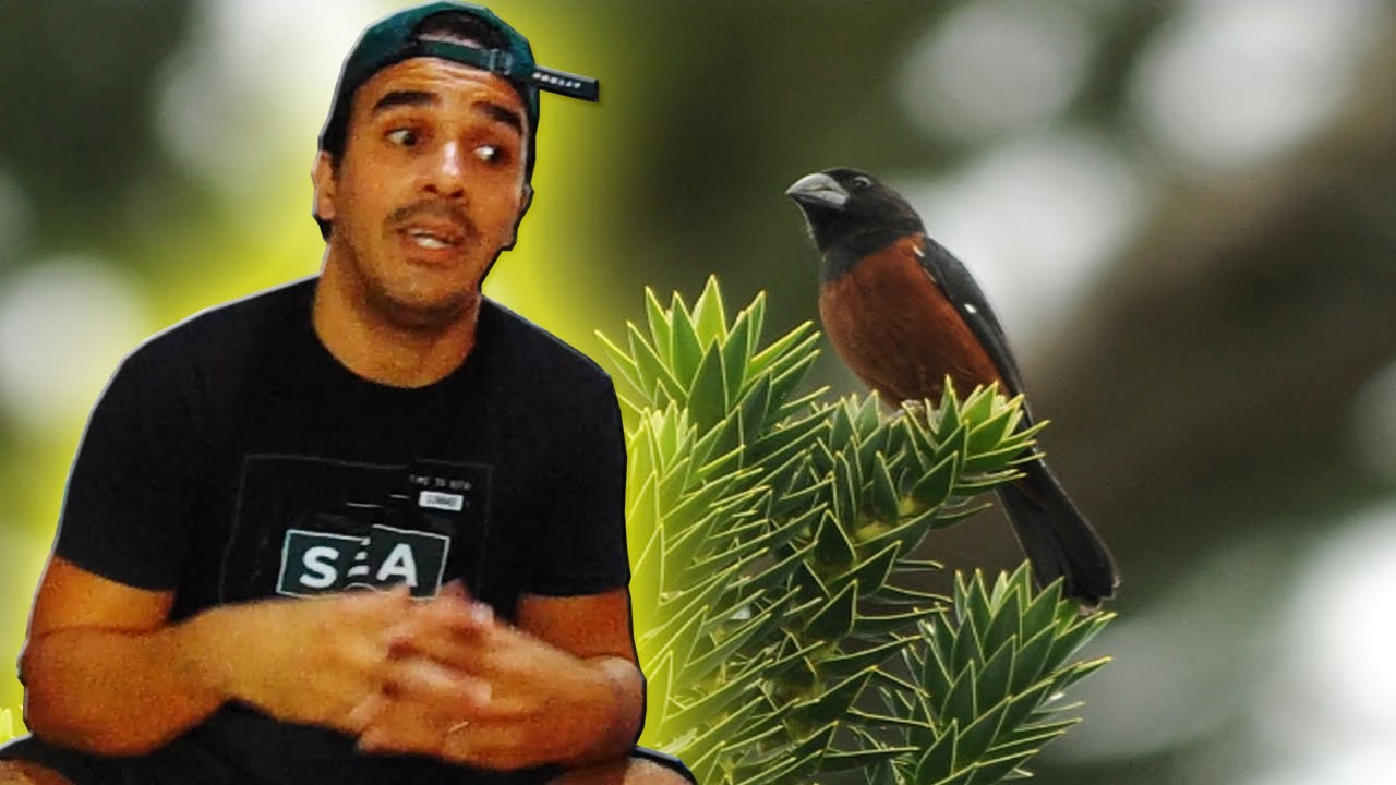 a melhor maneira de tratar curio rouco ou sem voz cuiro falhando nota ...