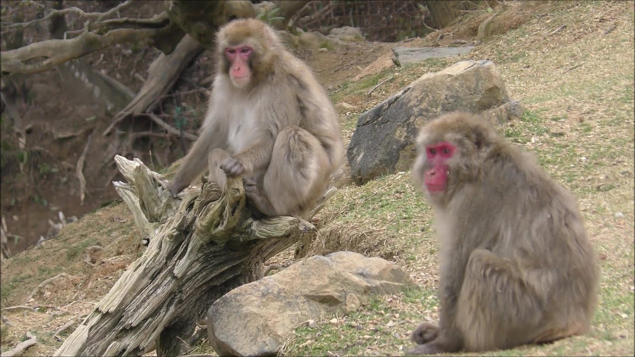Japanese Macaque Monkeys - YouTube