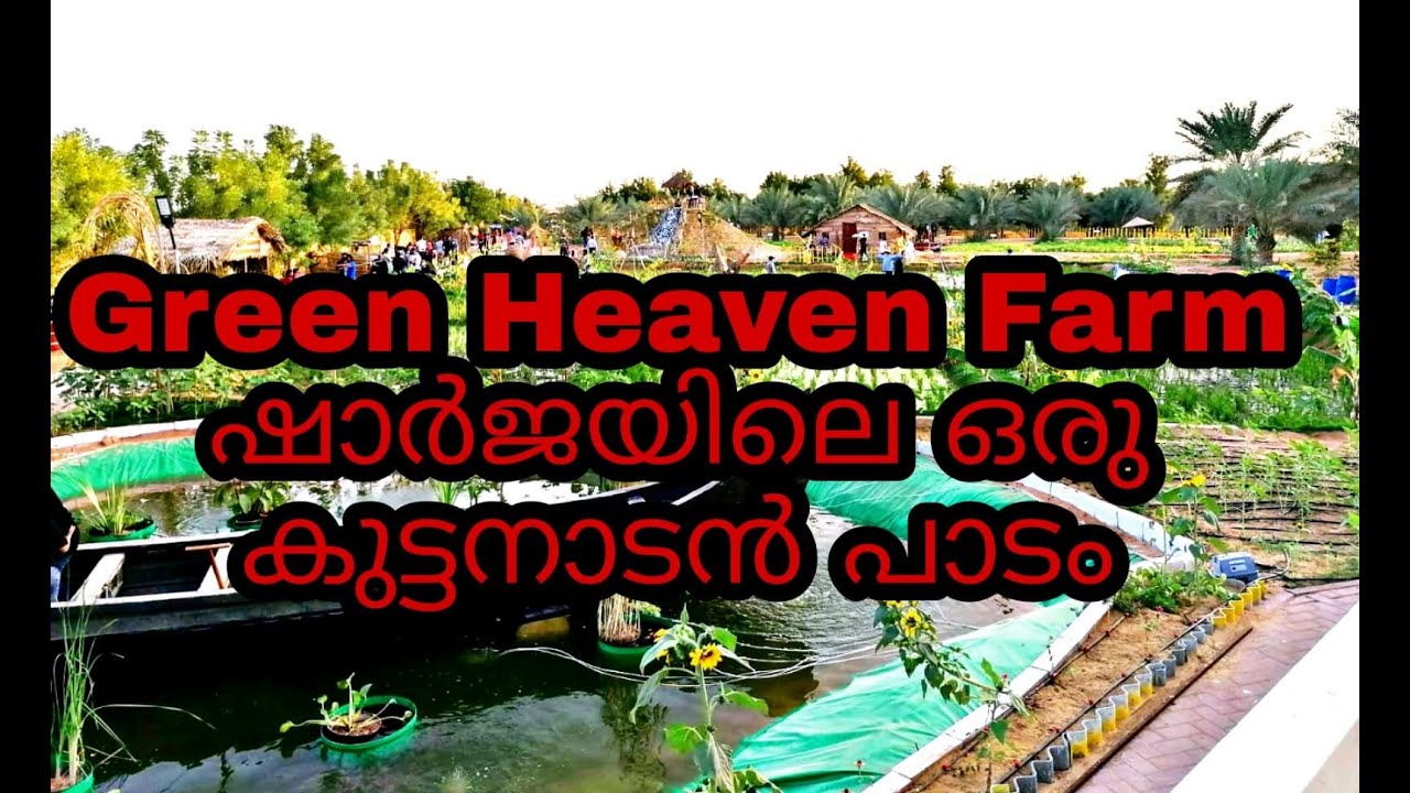 Green Heaven Farm and Camping - ഷാർജയിലെ ഒരു കുട്ടനാടൻ പാടം.. - YouTube