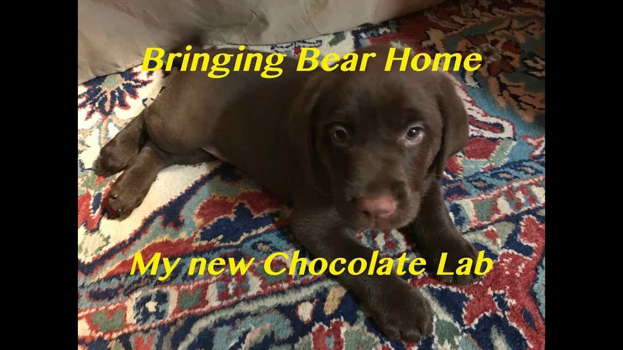 Bringing "Bear" Home for the first time, my new Chocolate Lab puppy 8 ...