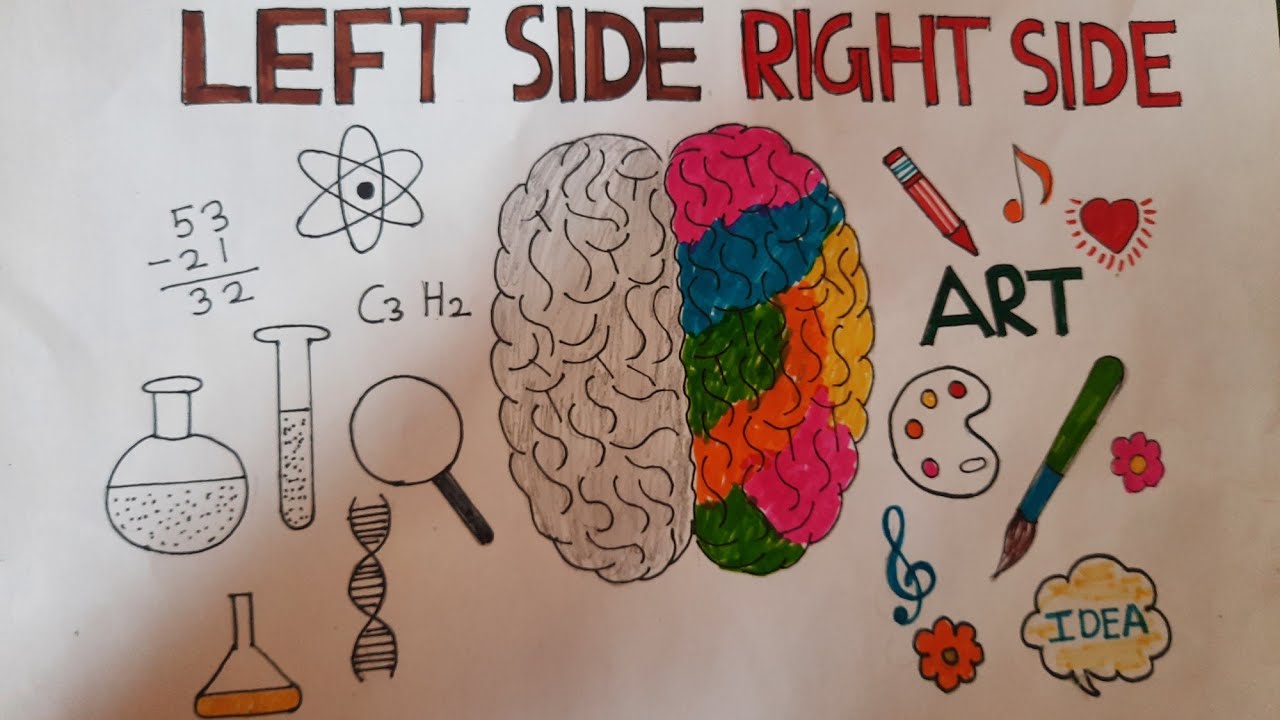 How to draw brain 🧠 partion left and right side - YouTube