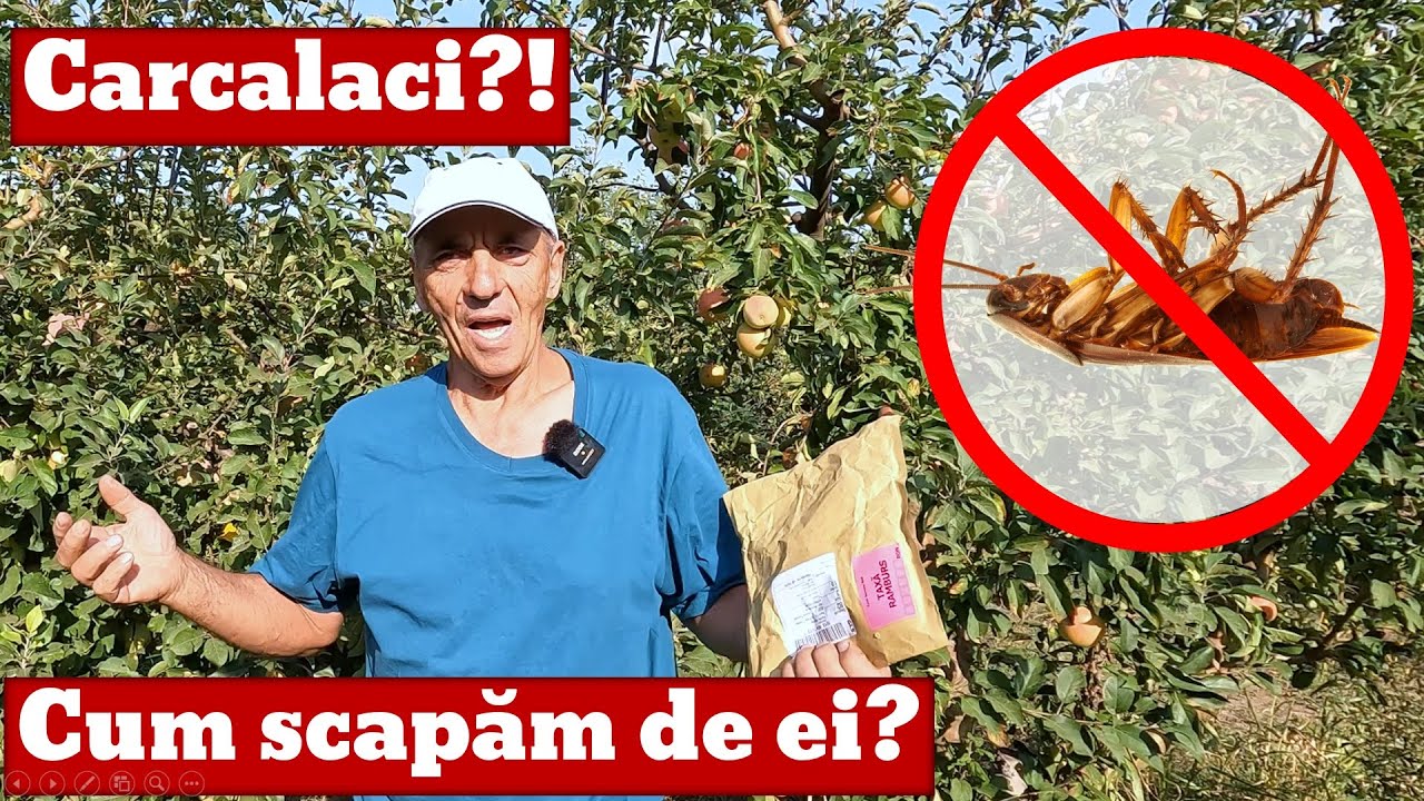 Cum scapam de gandacii de bucatarie - YouTube