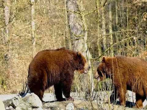 bear love is relaxing