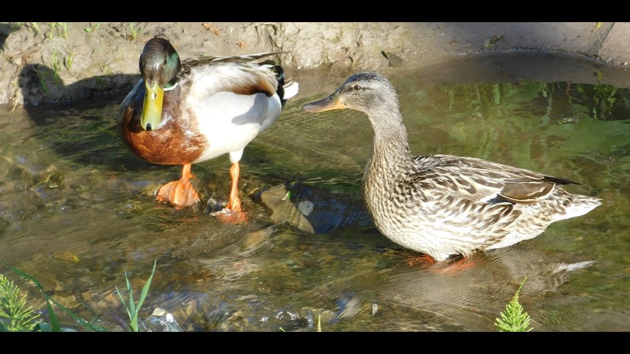 Lucky, Speedy, Bashful, Fluffy, Mallard Ducks, RedTailed Hawks, Song ...