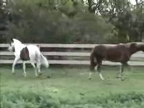 Ponies Playing! - YouTube