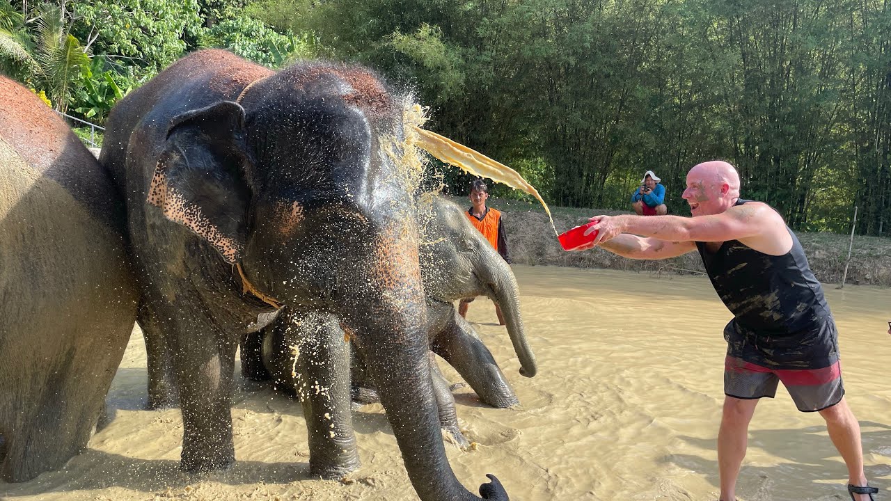 Phuket Elephant Sanctuary, Thailand - YouTube