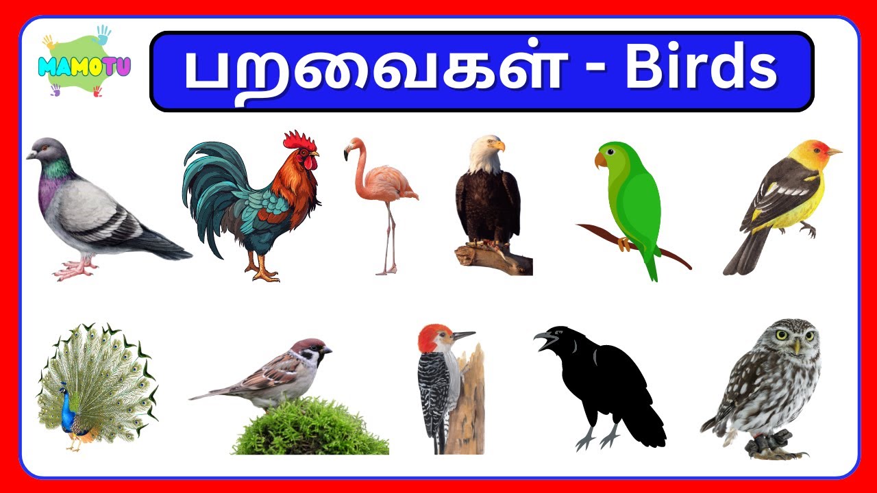 பறவைகளின் பெயர்கள்-Birds Name| Learn Birds Name video in Tamil and ...