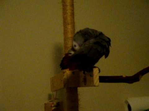 Ollie - Congo African Grey Preening - YouTube