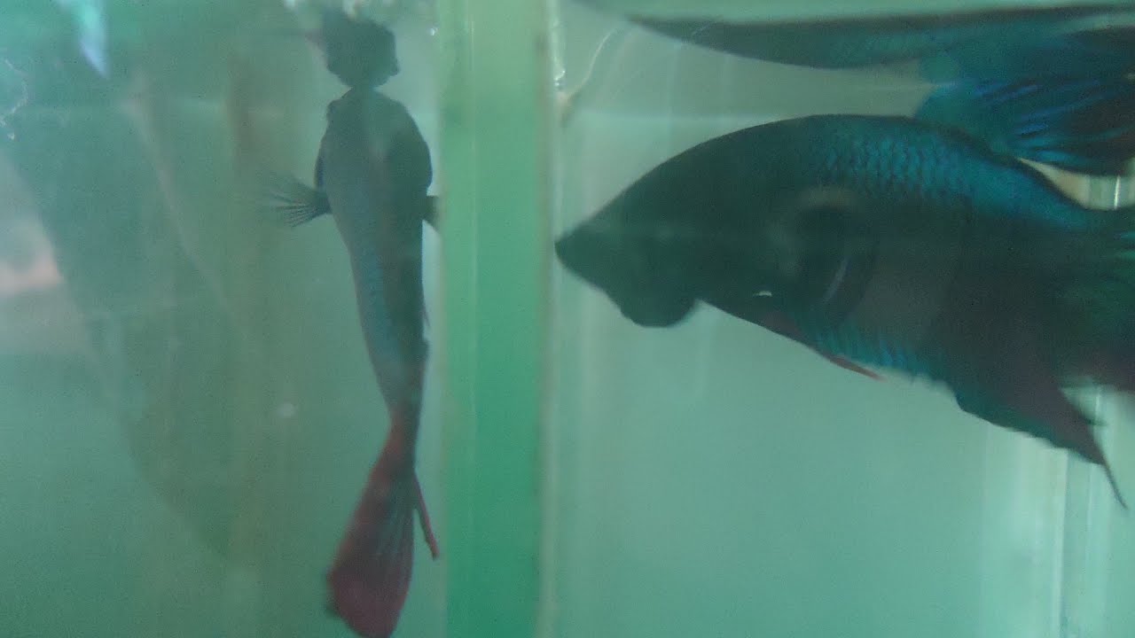 Siamese fighter fish x Samese Ep072 - Fish Show #fishfighter # ...