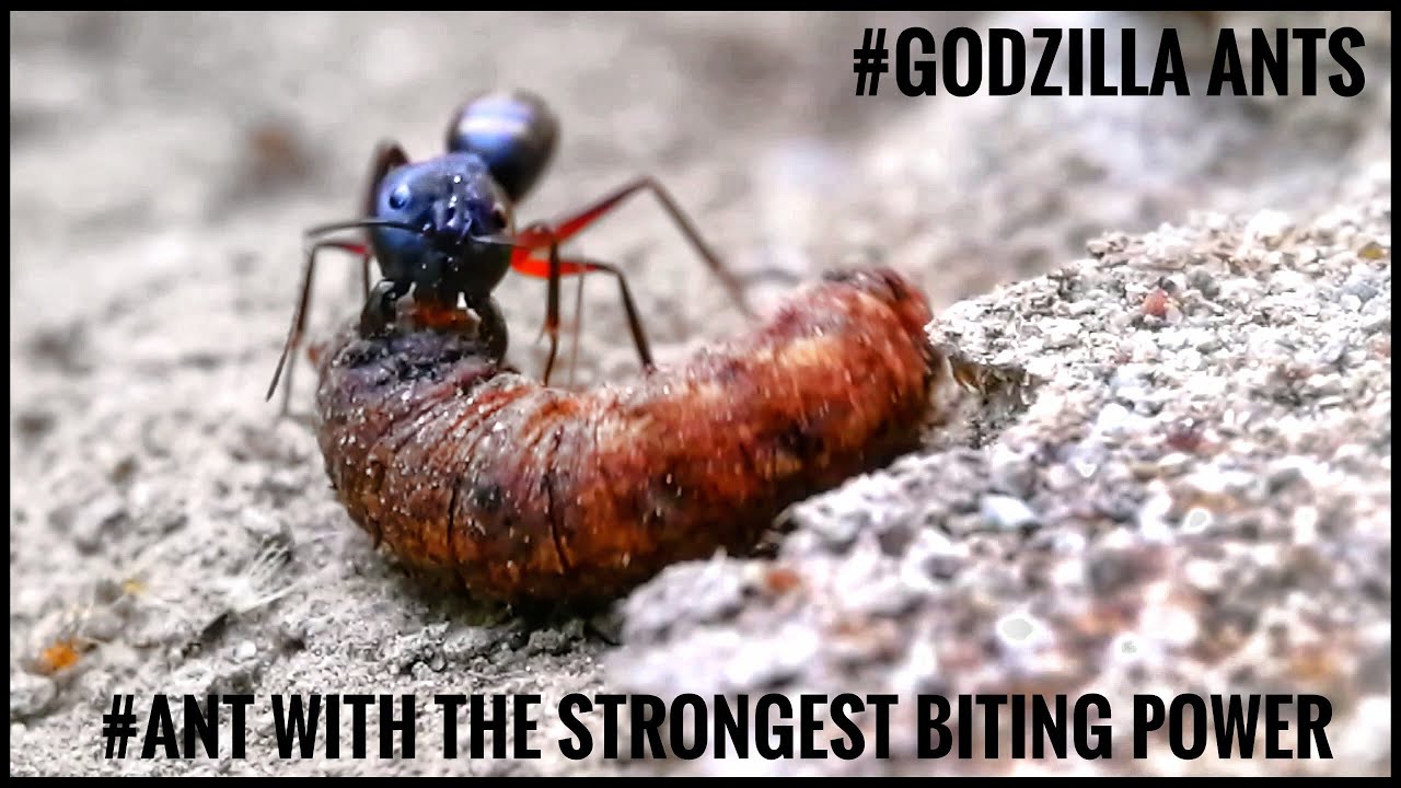 GODZILLA ANTS :- (CARRYING HOME ITS FOOD) - YouTube