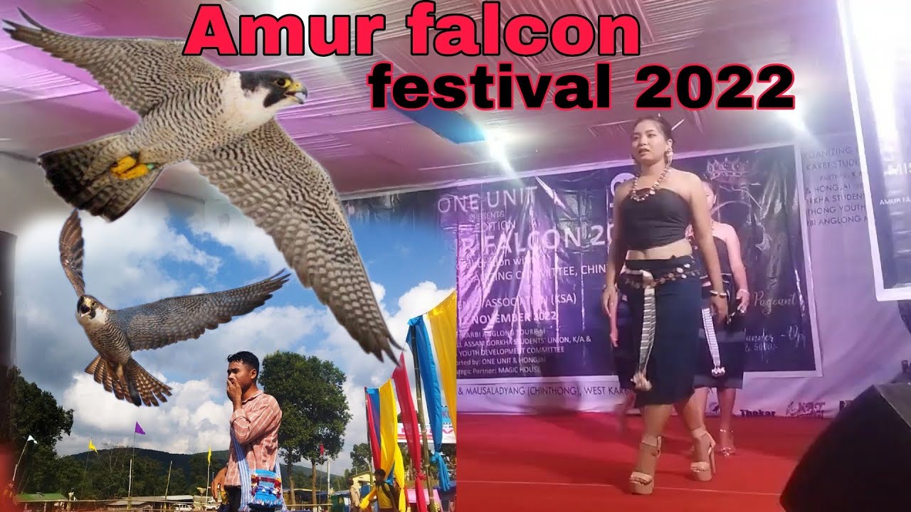 Amur falcon festival 2022 || chinthong umrukhuti west Karbi anglong..JT ...