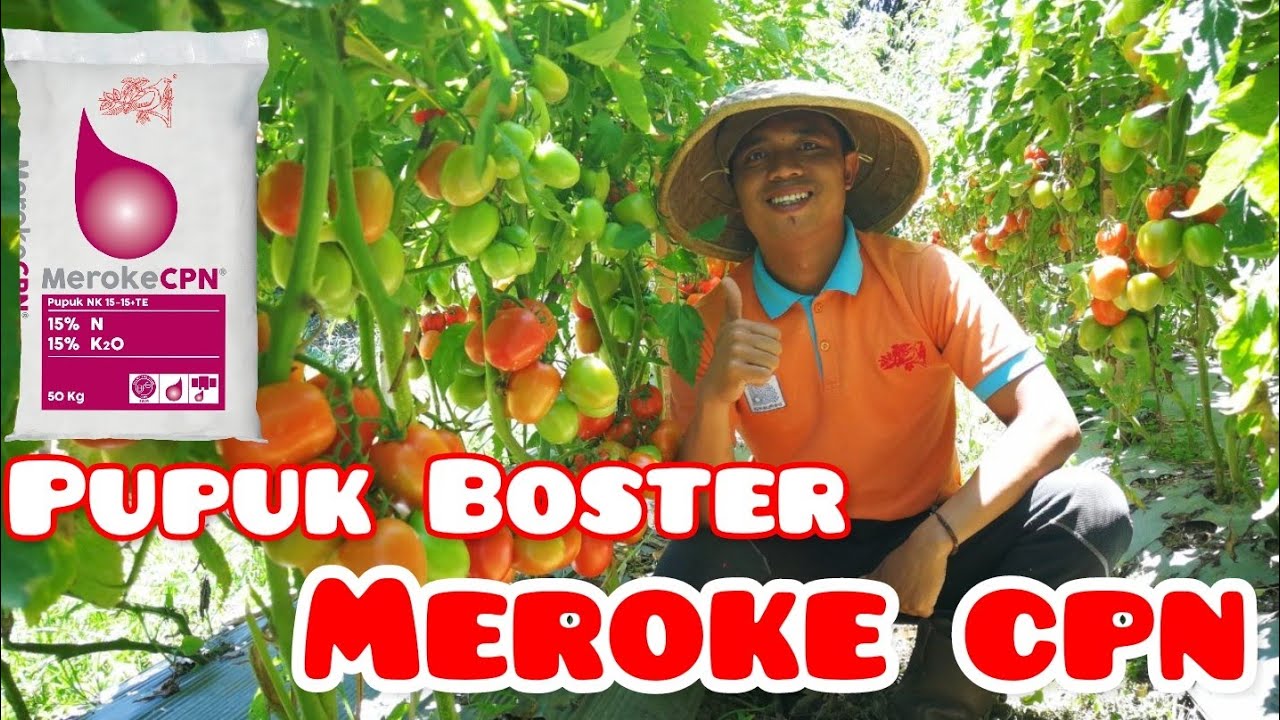 Cara Pemakaian dan Manfaat Pupuk Meroke CPN - YouTube