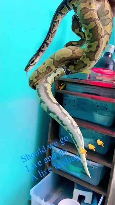 # pythons # subscribe to see us go live on the feeding👇👇 - YouTube