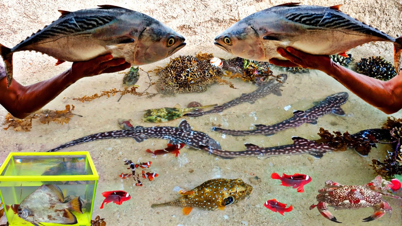 Menemukan hiu tutul dan ikan besar, ikan hias, ikan nemo, ikan cakalang ...