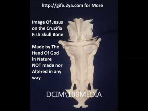Proof Dingle Berrys AND the Crucifix Fish Image of Jesus on fish Skull ...