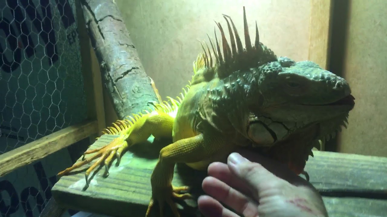 Gravid iguanas and new space. - YouTube